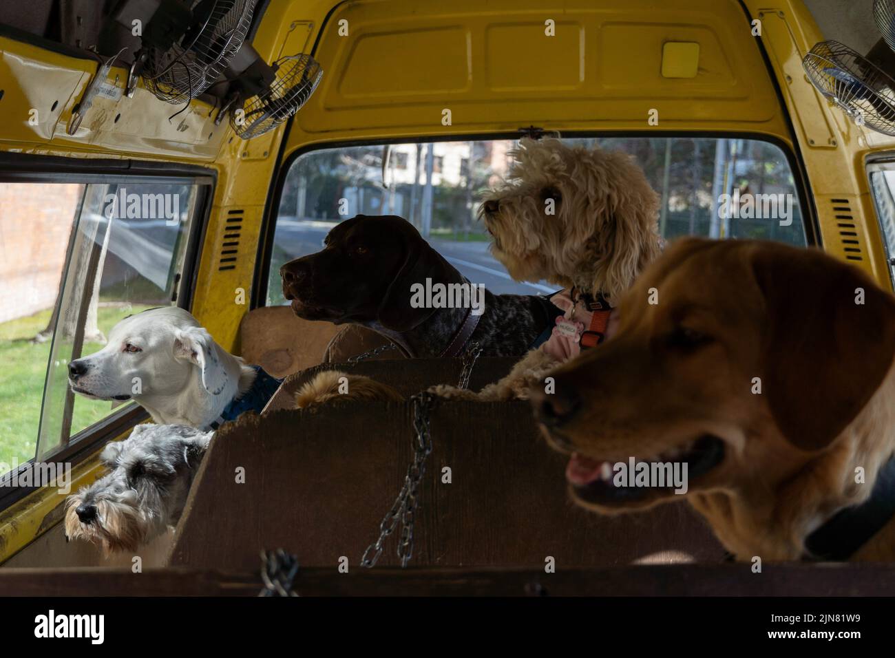 Colegiodeperros hi-res stock photography and images - Alamy