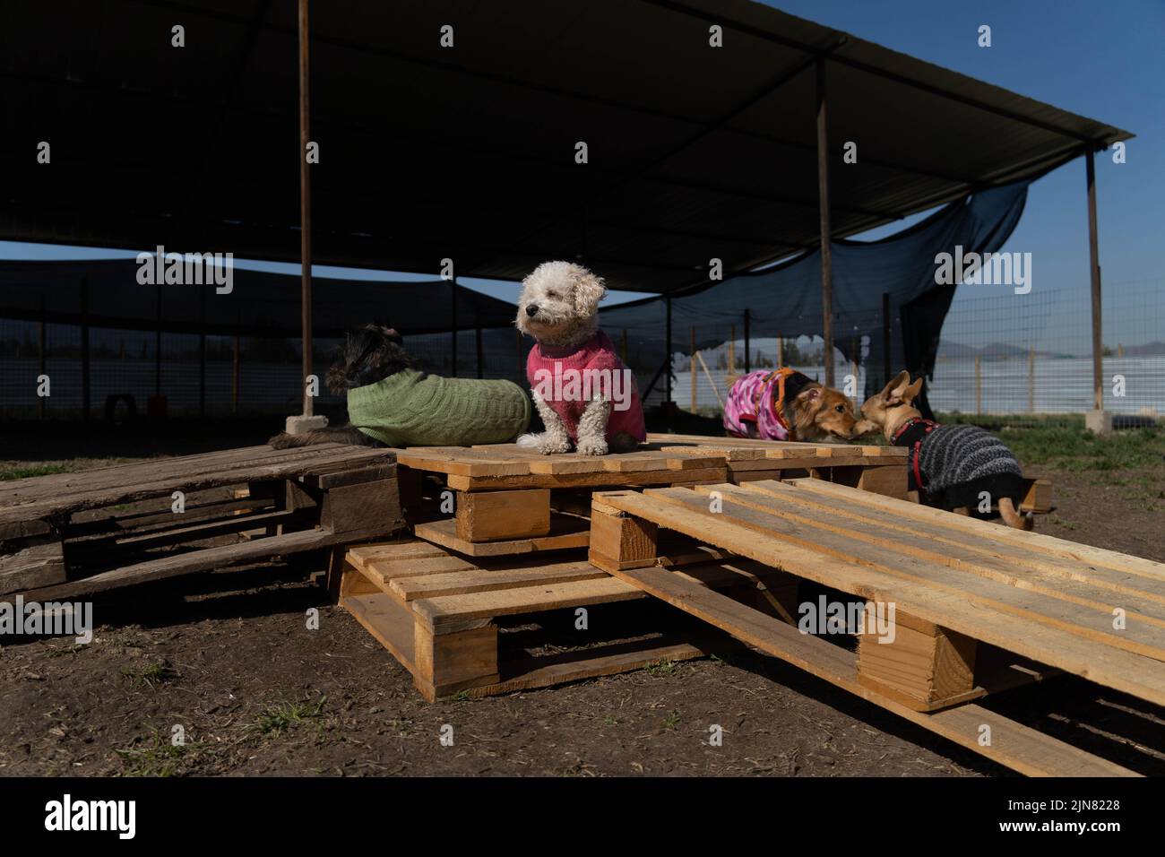 Santiago, Metropolitana, Chile. 8th Aug, 2022. A dog named Blue ...
