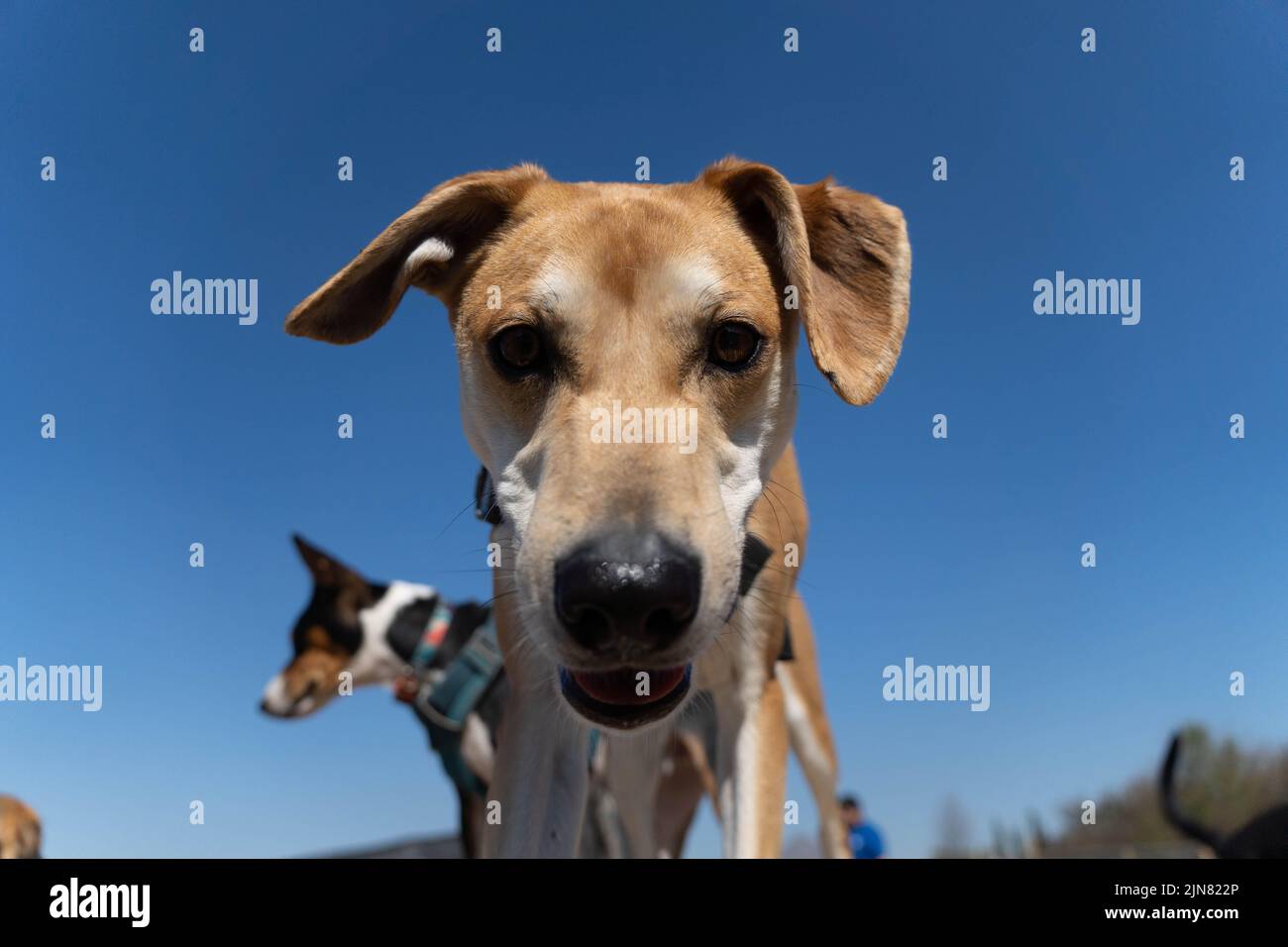 Perros de chile hi-res stock photography and images - Alamy
