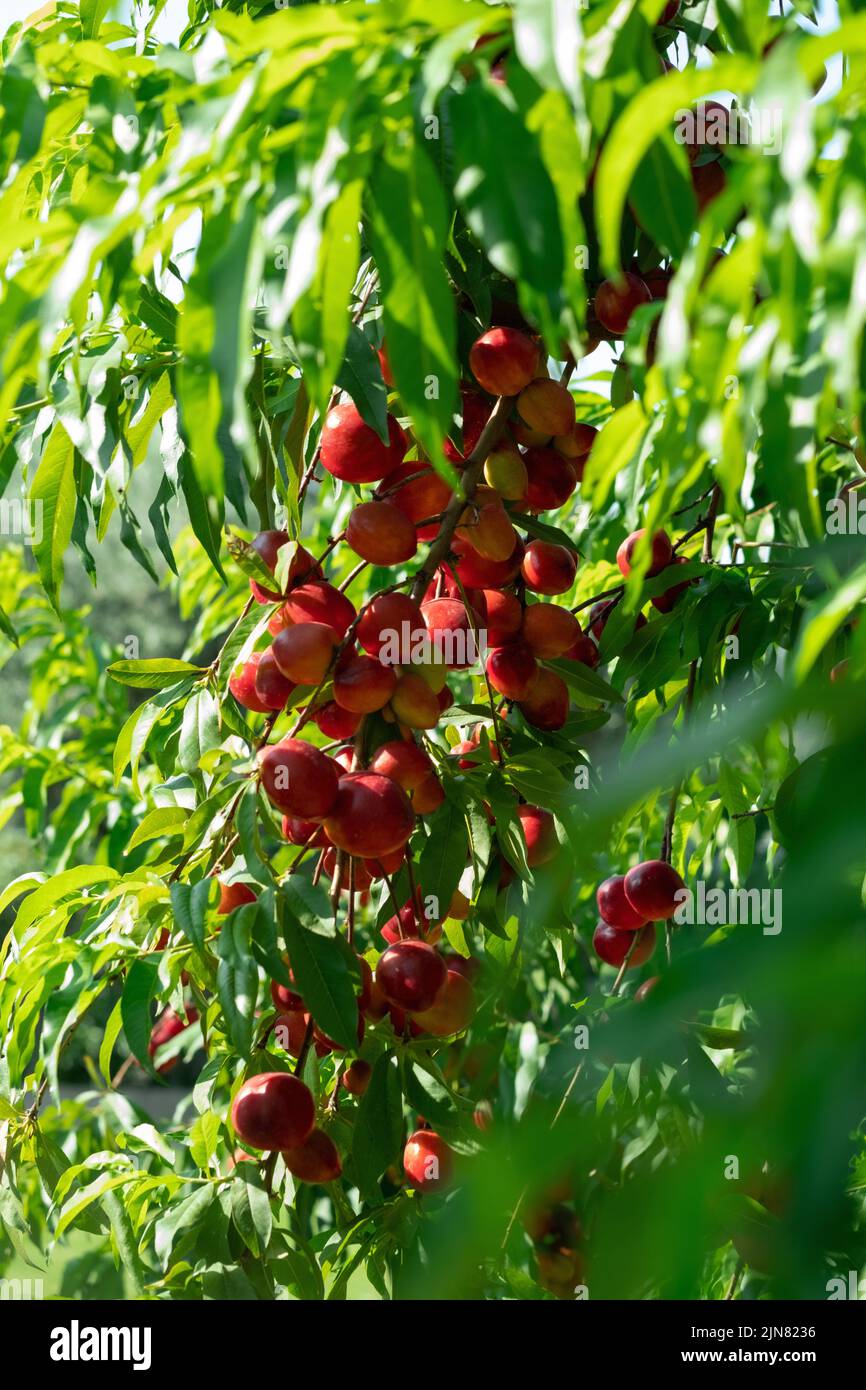 Beautiful close up with red fruits of ripe nectarines on the tree Stock ...