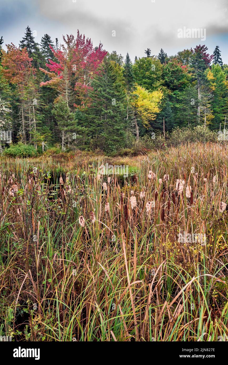 Autumn cattails and reeds on an Adirondack wetland, Essex County, New ...