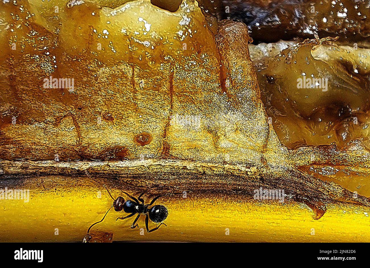 August 9, 2022: August 09, 2022. A black garden ant feeds on a banana ...