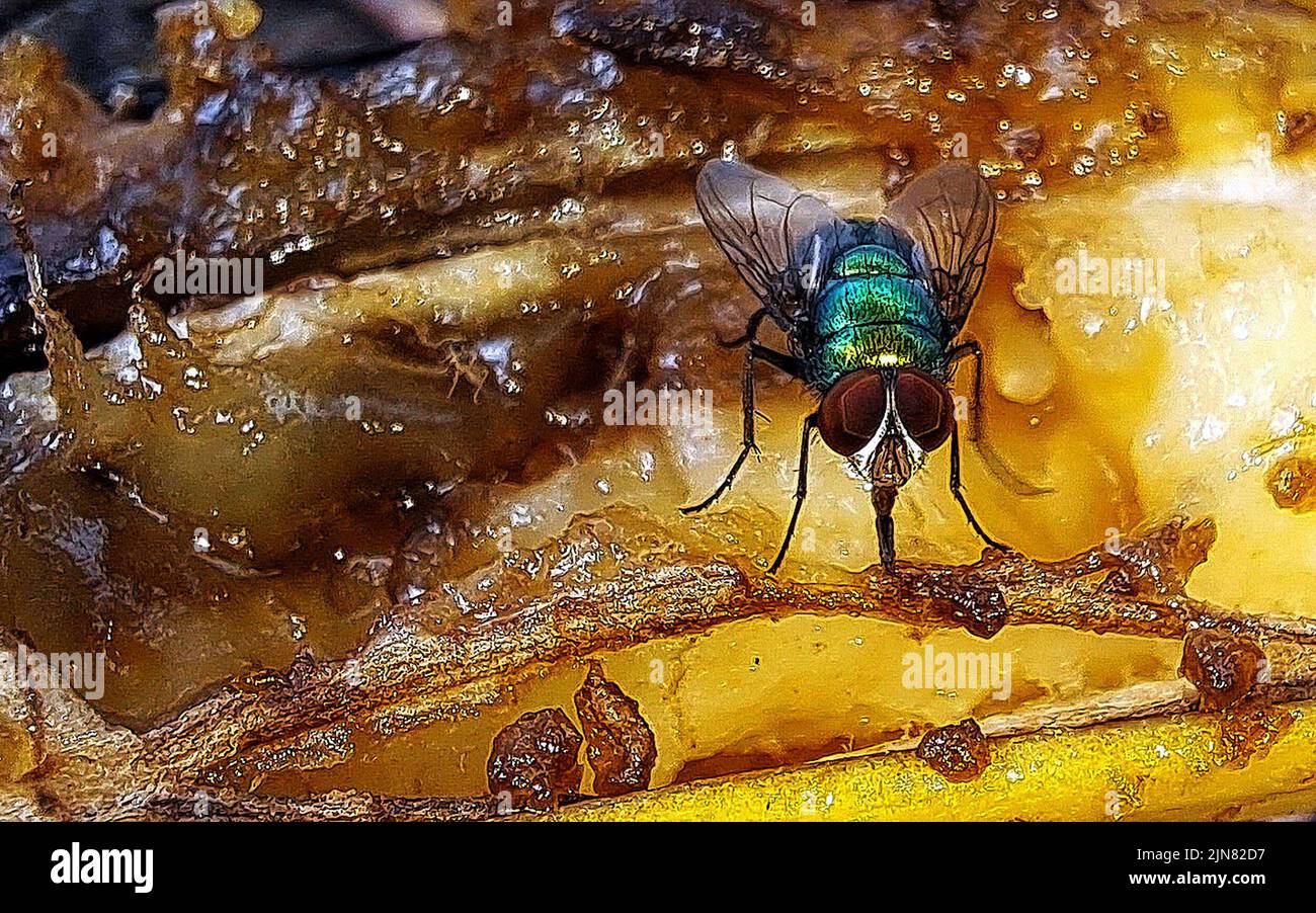 August 9, 2022: August 09, 2022. The house fly or common fly is a ...