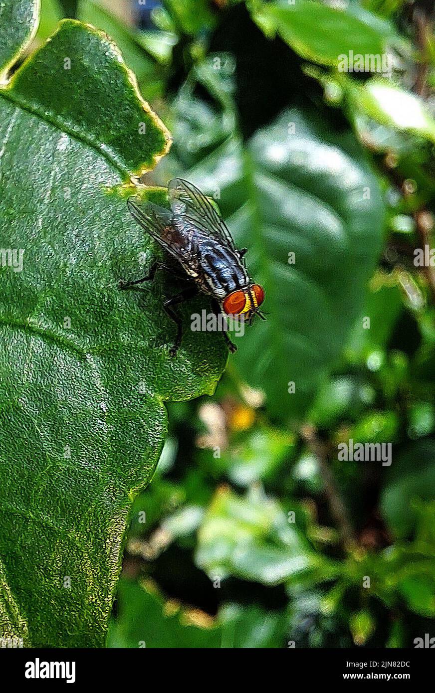 Dipteran hi-res stock photography and images - Alamy