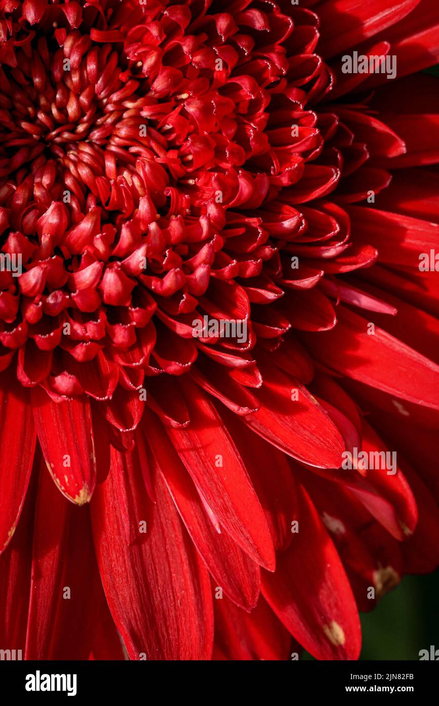Close up bright red chrysanthemum flower for backgrounds and wallpaper ...