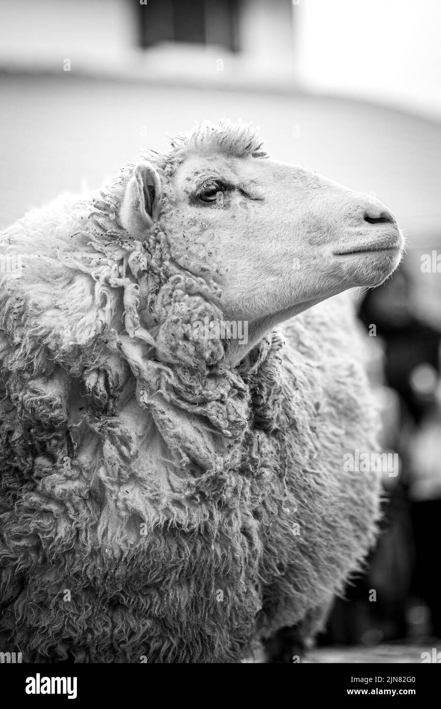 Closeup monochrome shot of a beautiful cute fluffy sheep in a farm ...