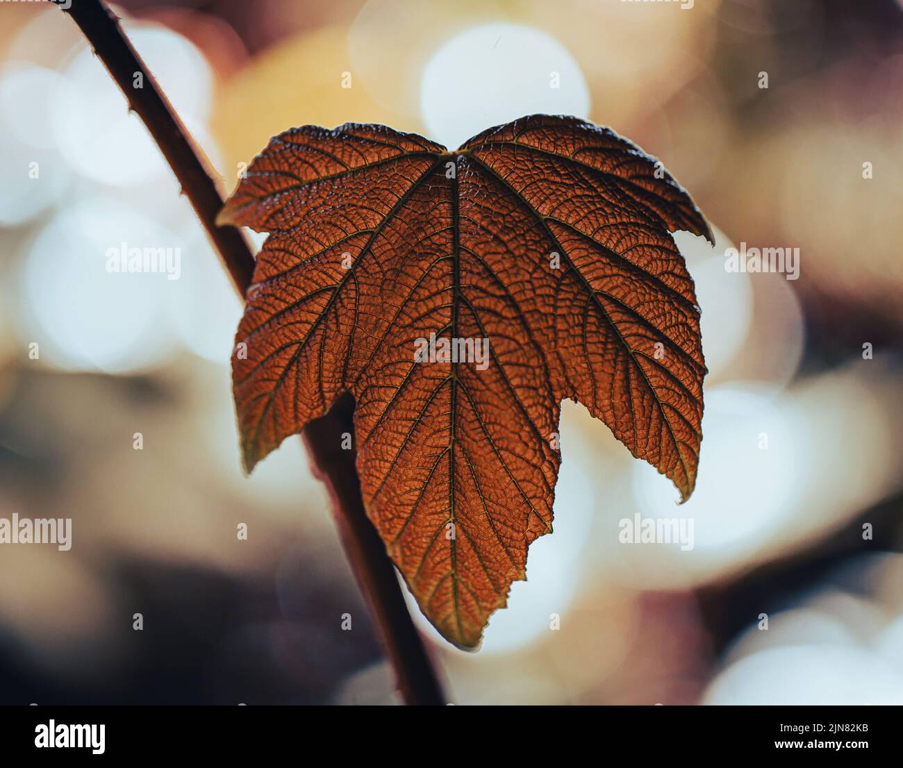 Vein texture hi-res stock photography and images - Alamy