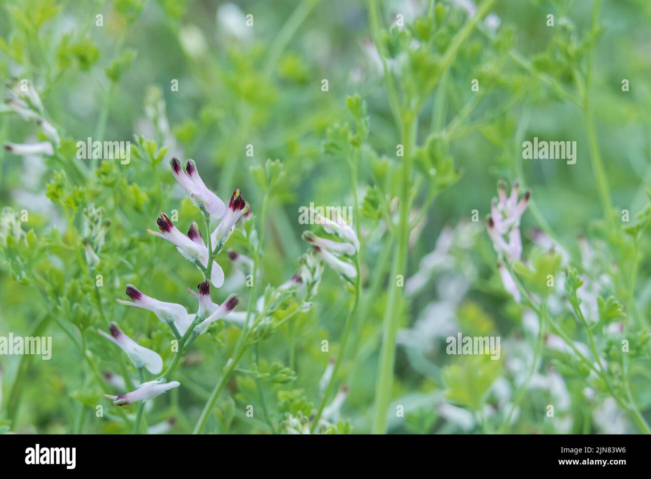 fumaria flower close up view with daylight in spring outdoors Stock ...