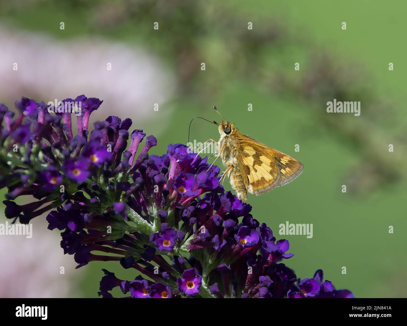 Peck's Skipper (Polites peckius) feeding on Butterfly Bush Stock Photo ...