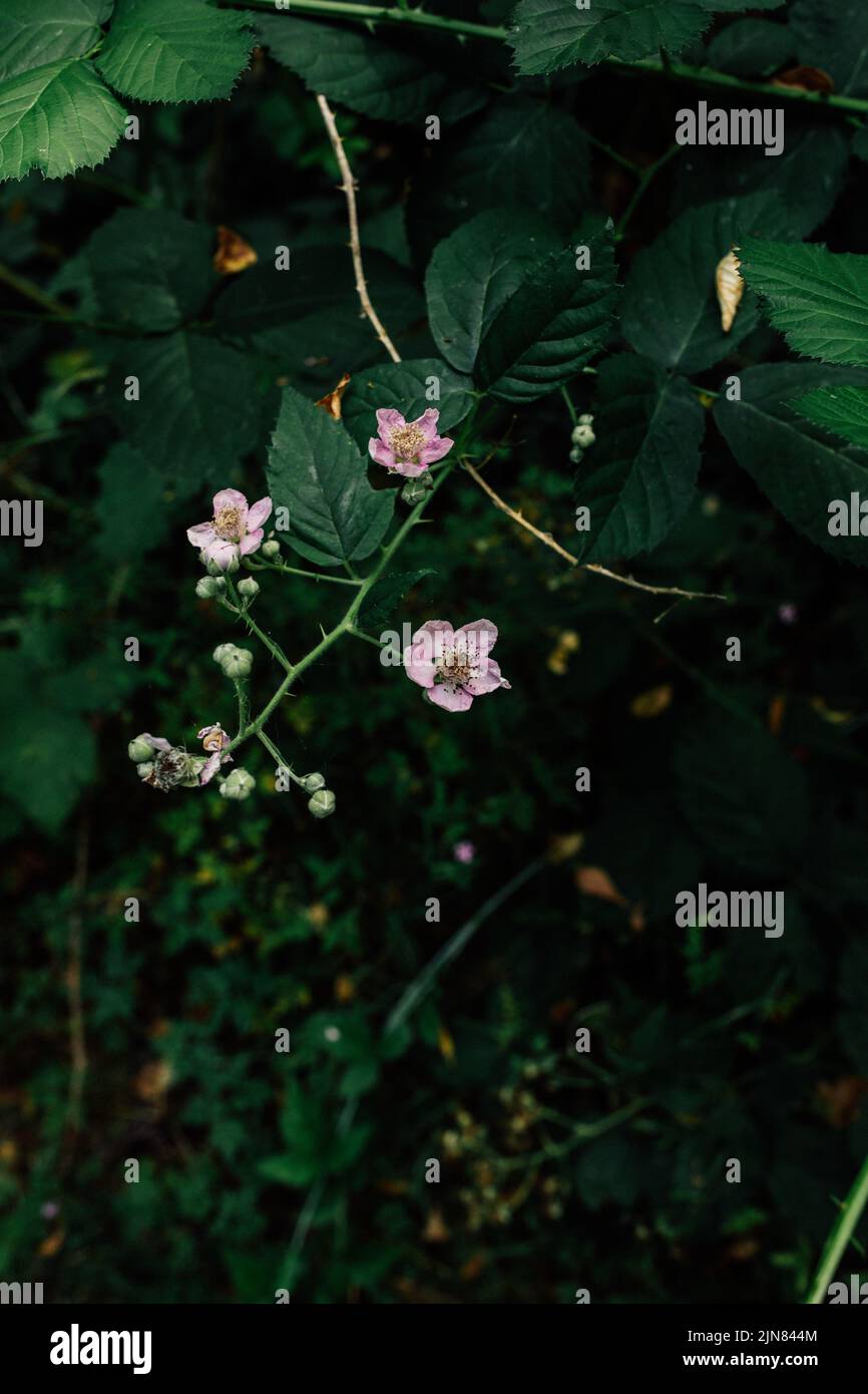 blackberry flowers on bramble bush Stock Photo - Alamy