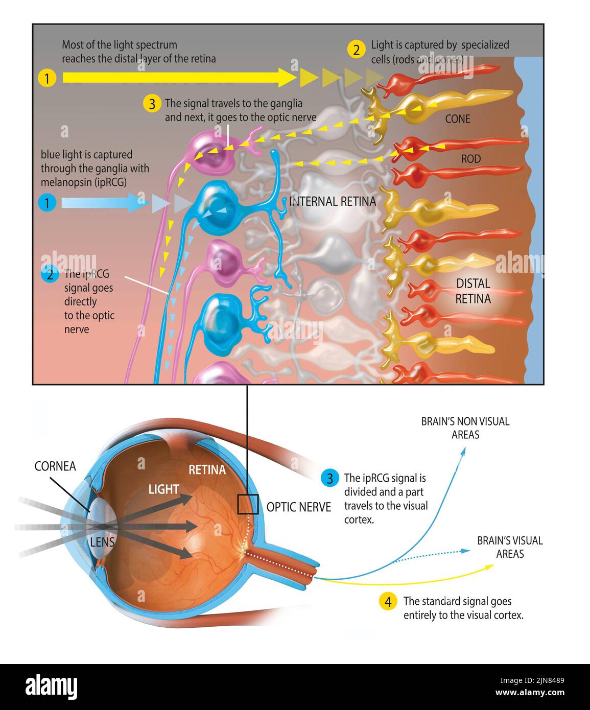 Structure of the eye, illustration Stock Photo - Alamy
