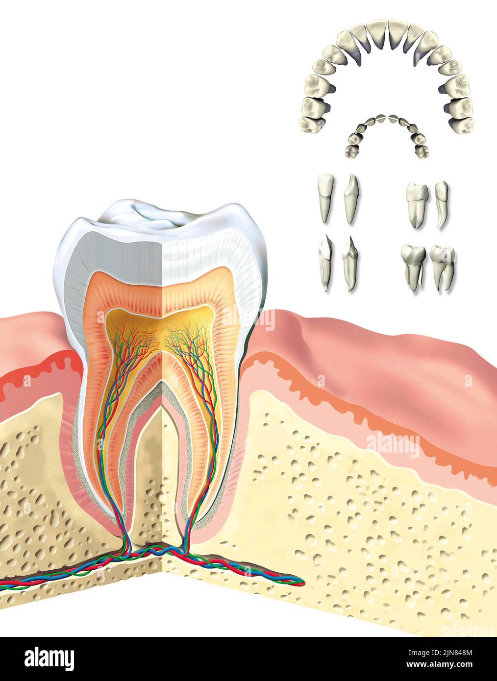 Human tooth anatomy, illustration Stock Photo - Alamy