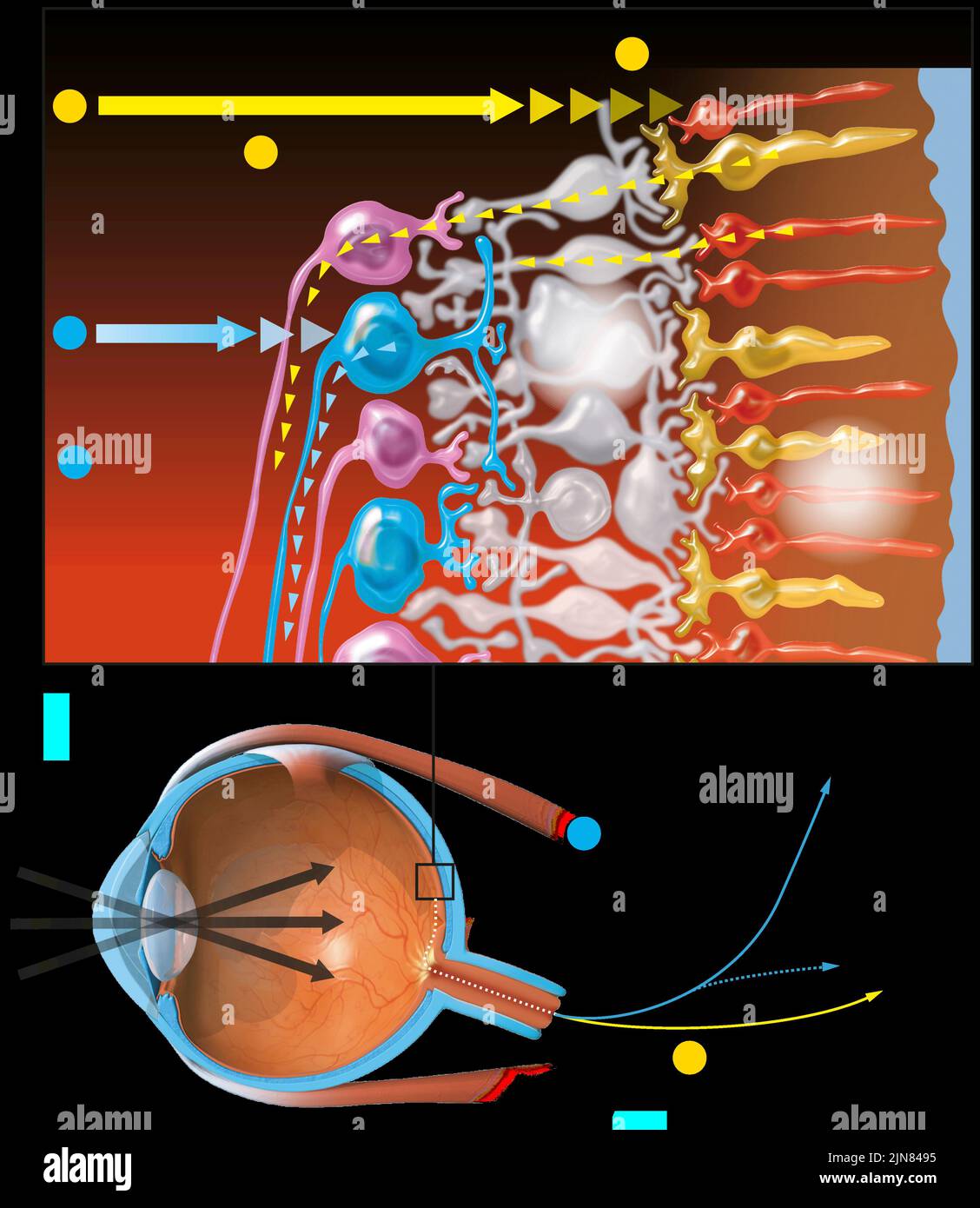 Structure of the eye, illustration Stock Photo - Alamy