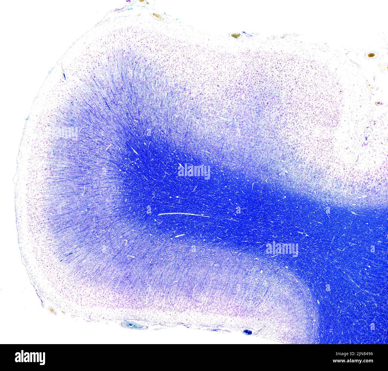 Human cerebral cortex, light micrograph Stock Photo - Alamy