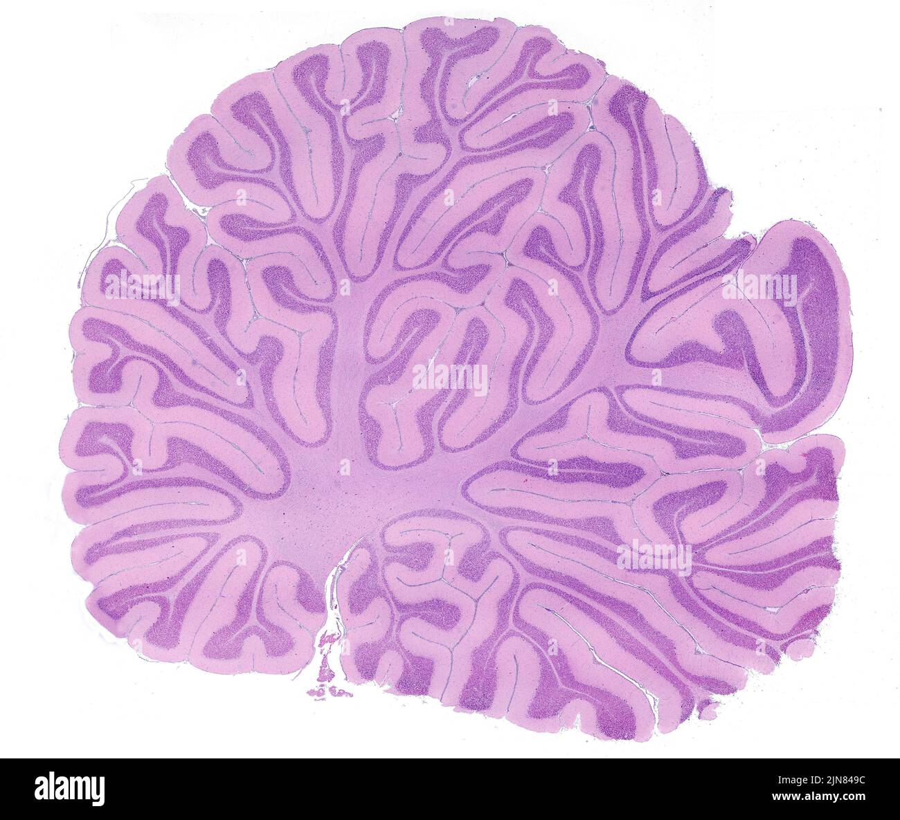 Cerebellum, light micrograph Stock Photo - Alamy