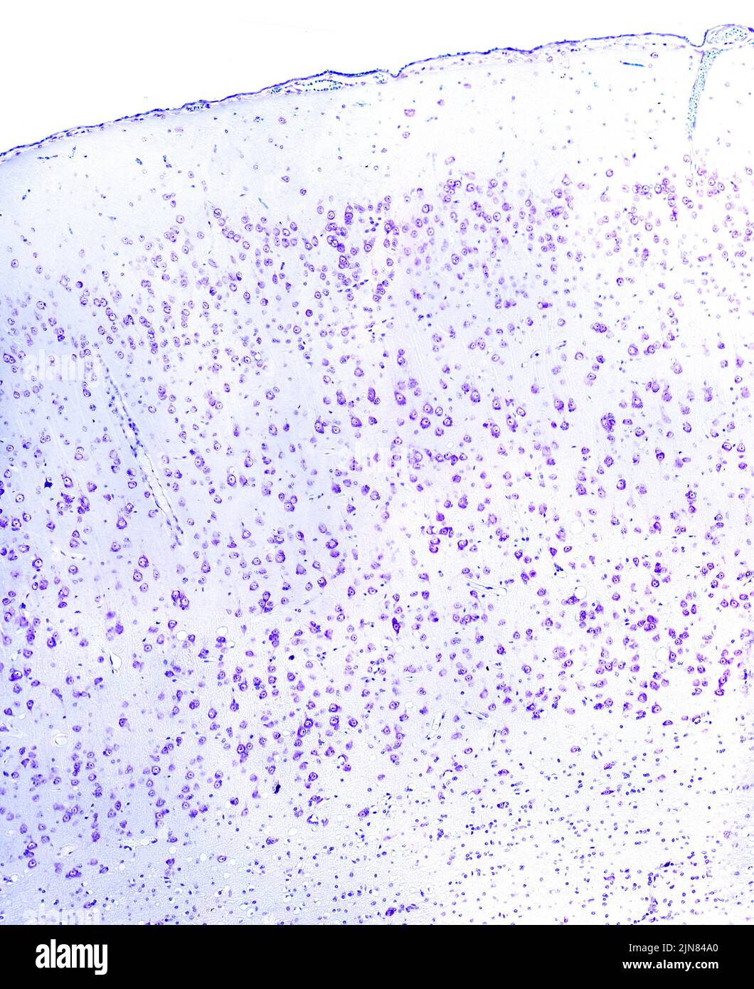 Human cerebral cortex, light micrograph Stock Photo - Alamy