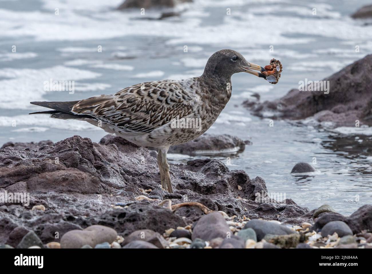 Young Belcher's gull picking up a shell Stock Photo - Alamy