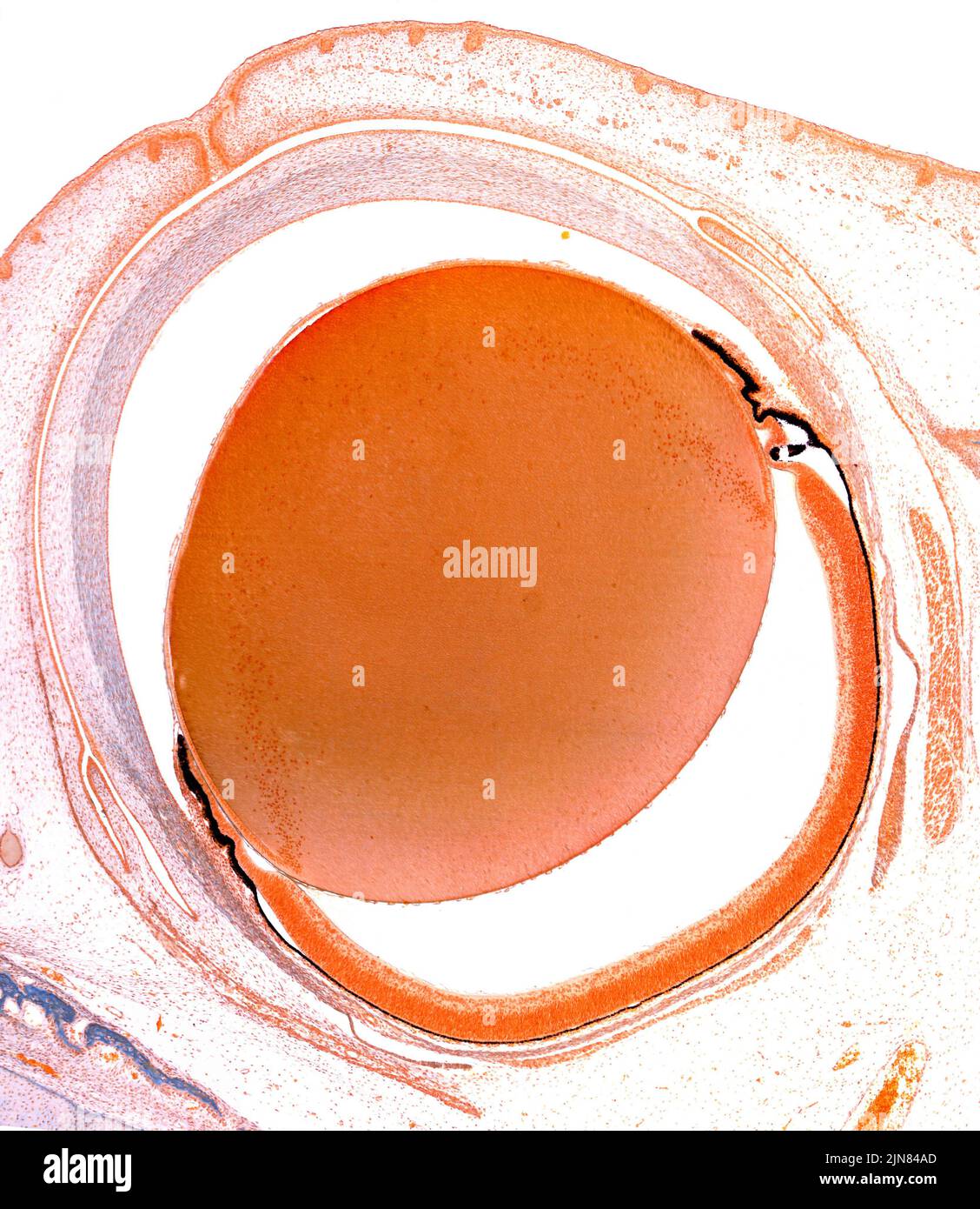 Embryonic eye, light micrograph Stock Photo - Alamy