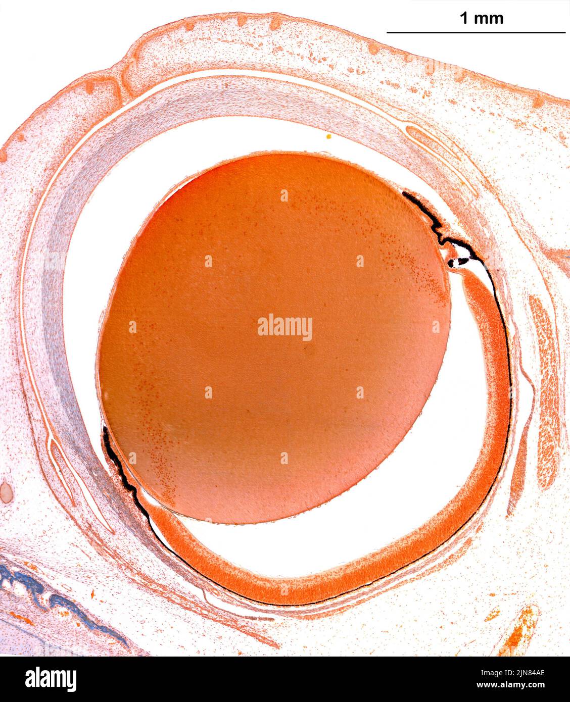 Embryonic eye, light micrograph Stock Photo - Alamy