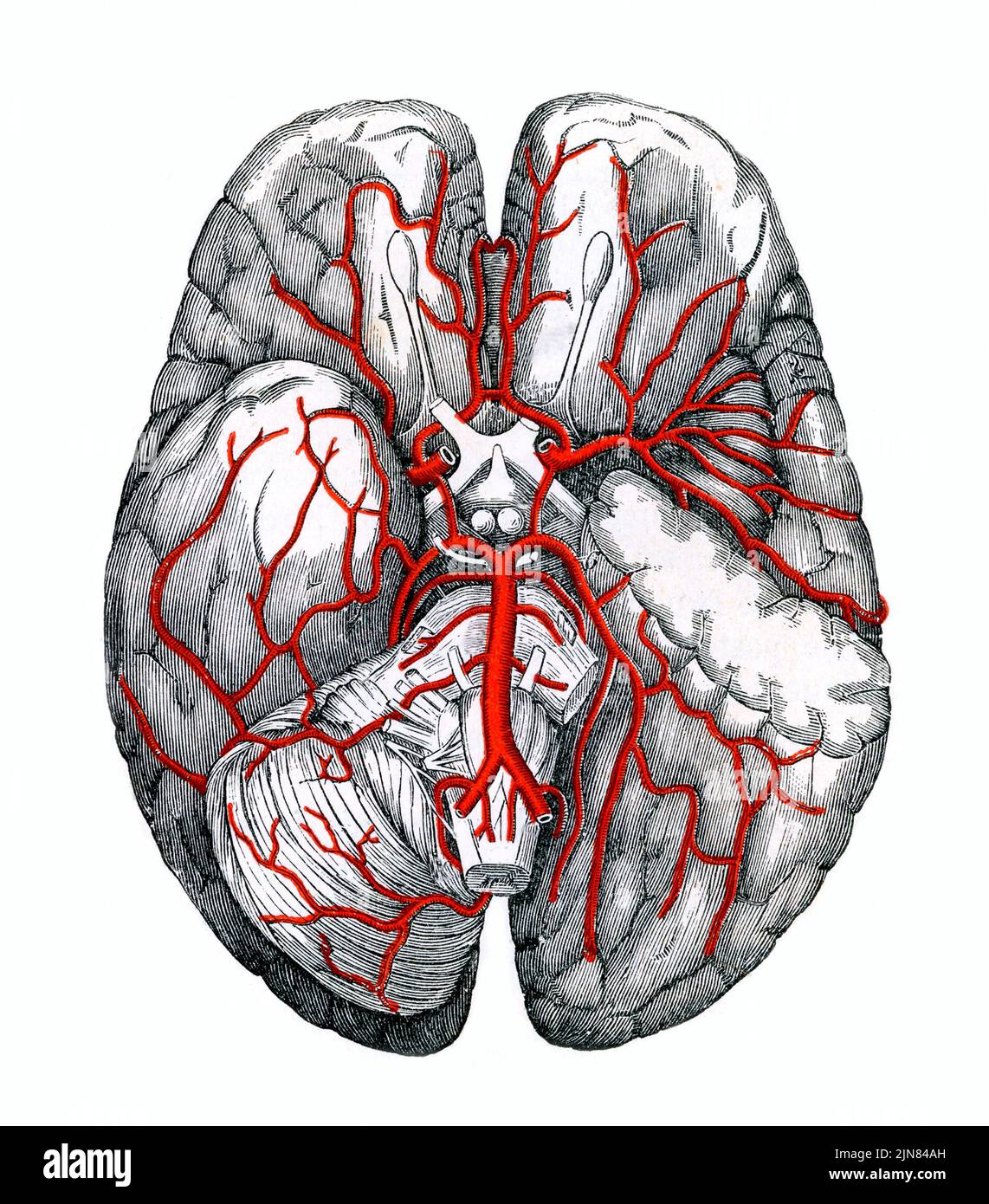 Brain vessels, illustration Stock Photo - Alamy