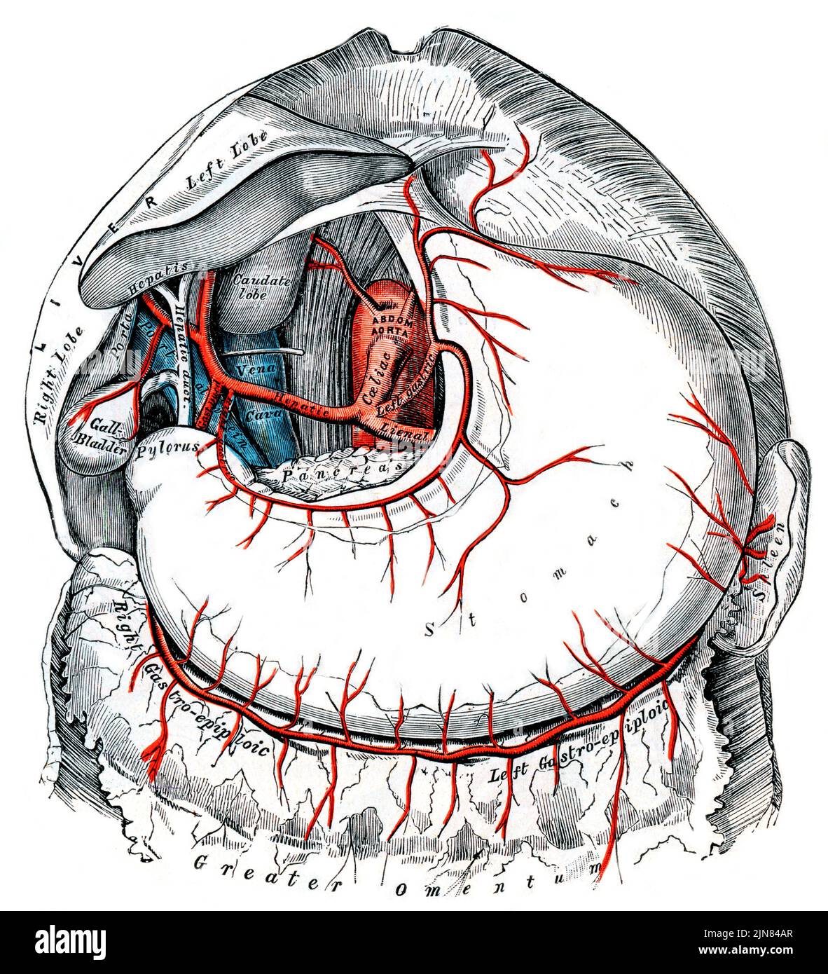 Celiac artery, illustration Stock Photo - Alamy