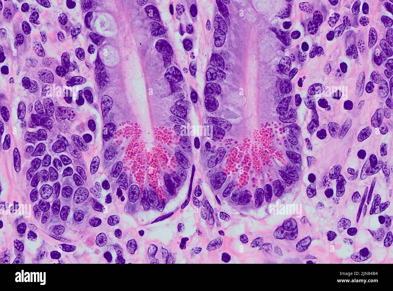 Paneth cell, light micrograph Stock Photo - Alamy