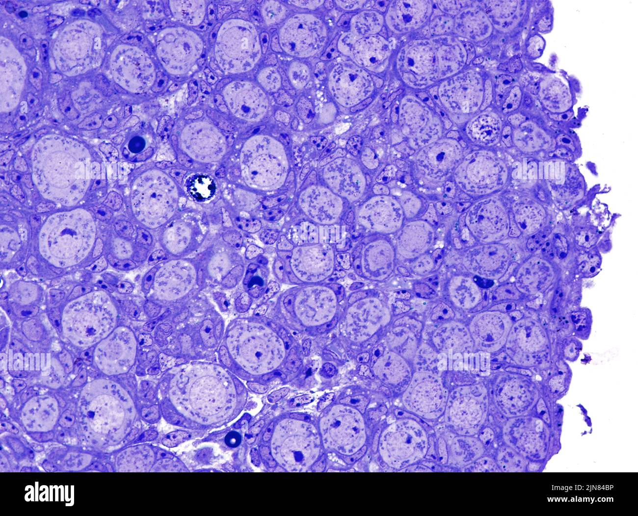 Ovary, light micrograph Stock Photo - Alamy Ovary, light micrograph Stock Photo - Alamy