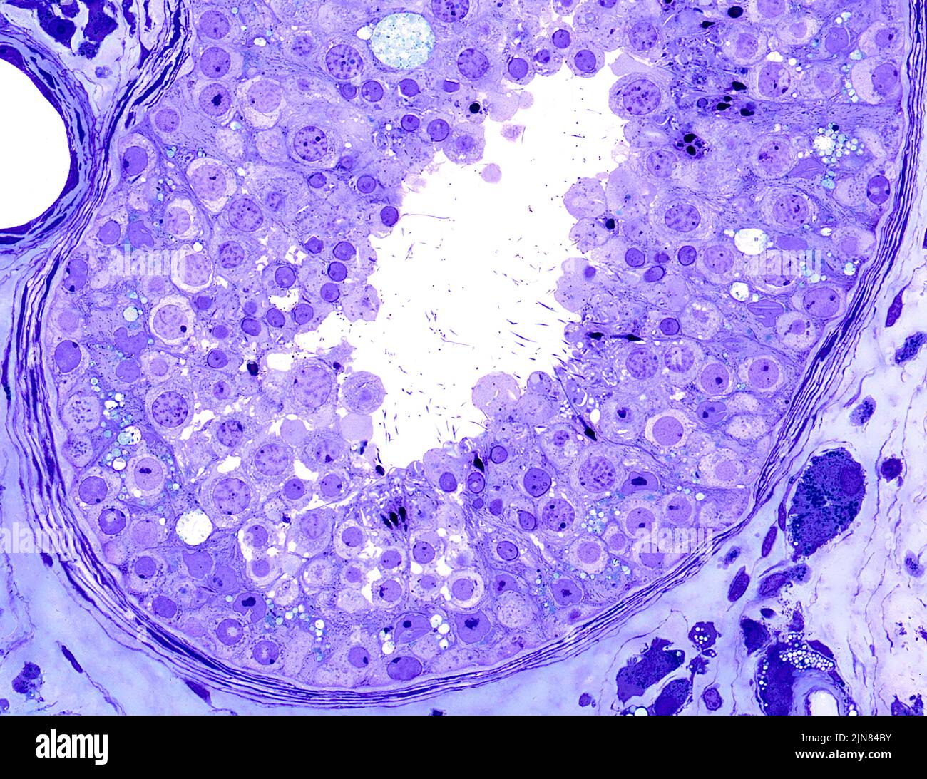 Human testis, light micrograph Stock Photo - Alamy