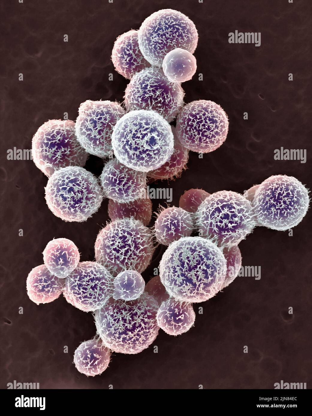 Cryptococcus neoformans yeast, SEM Stock Photo - Alamy