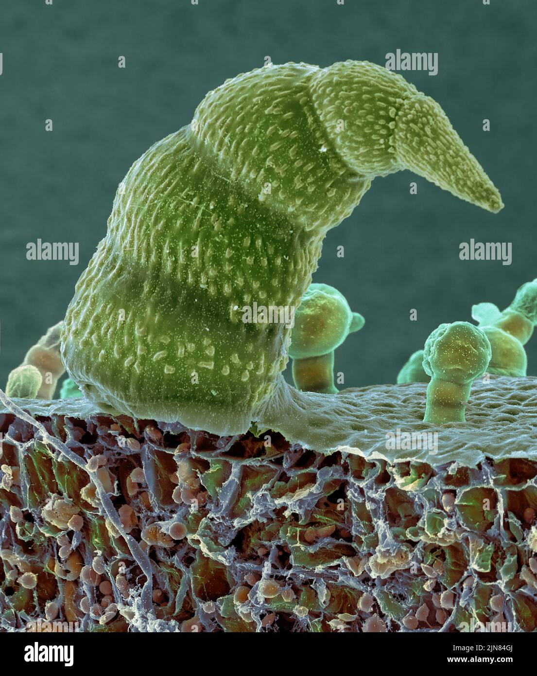 Salvia leaf trichome, SEM Stock Photo - Alamy