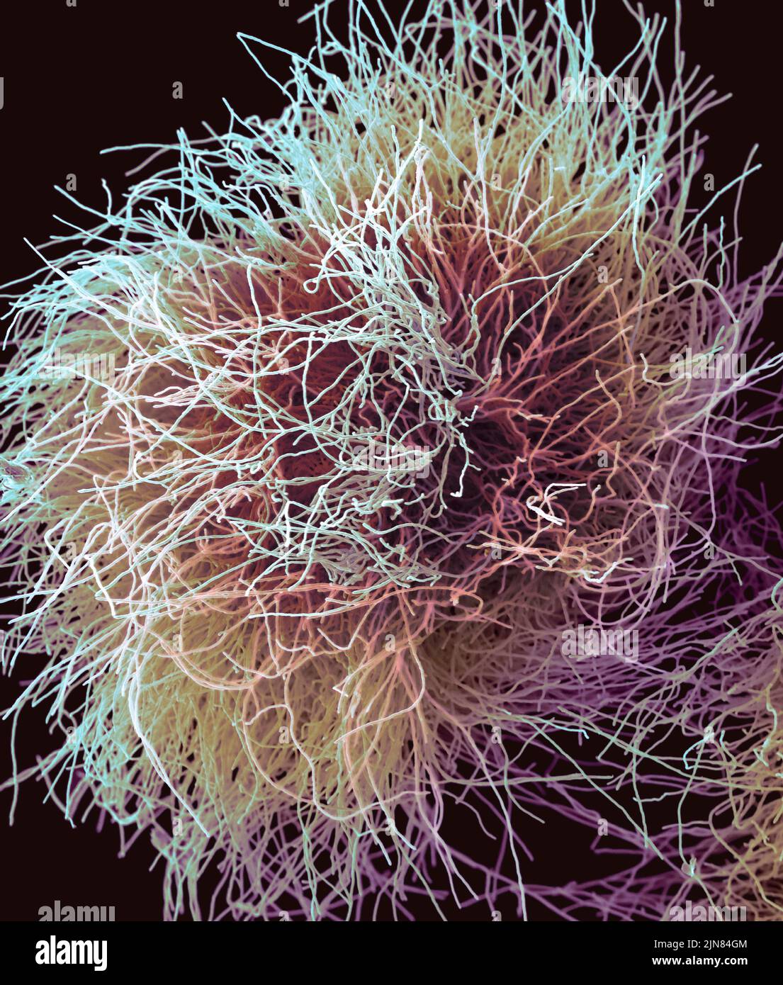 Trichophyton rubrum fungus, SEM Stock Photo - Alamy