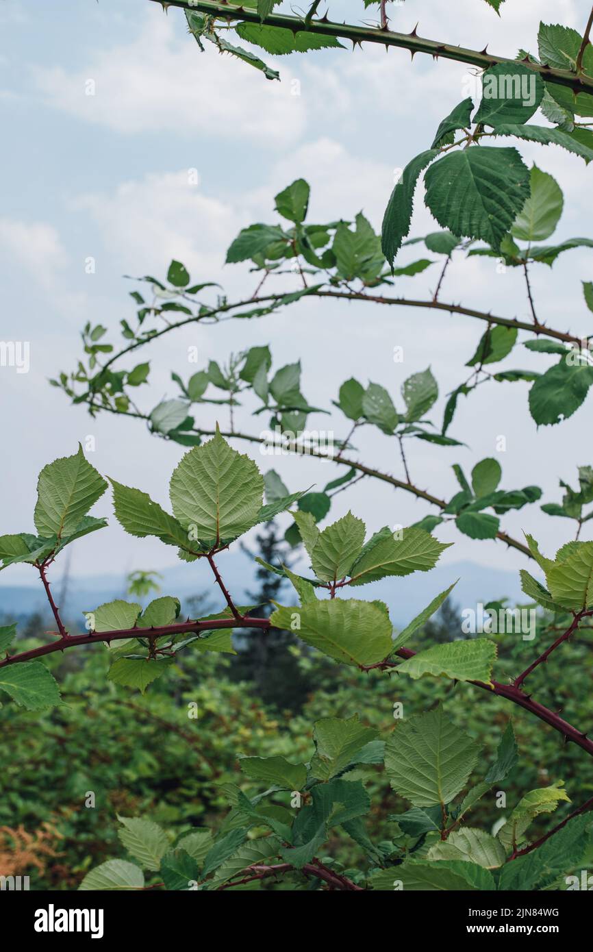 Blackberry thorns hi-res stock photography and images - Alamy