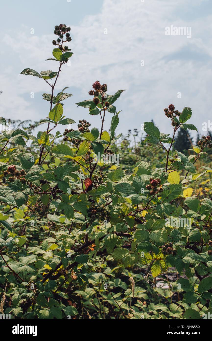 Blackberry thorns hi-res stock photography and images - Alamy