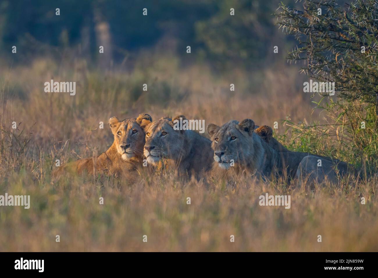 Group of young lions lying in wait ready to hunt Stock Photo - Alamy