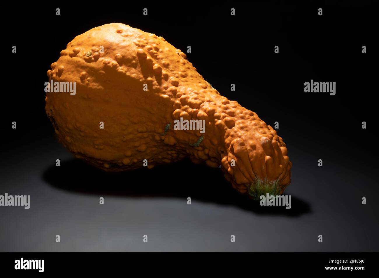 Huge yellow squash on a dark surface with a drop shadow Stock Photo - Alamy