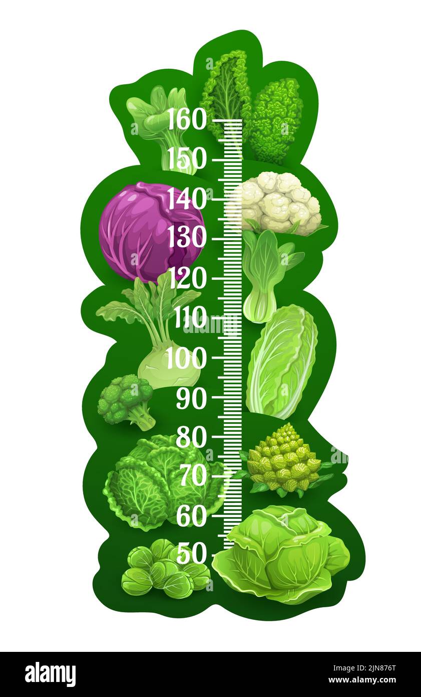 Farm cabbage and salads, kids height chart vector growth meter. Baby ...