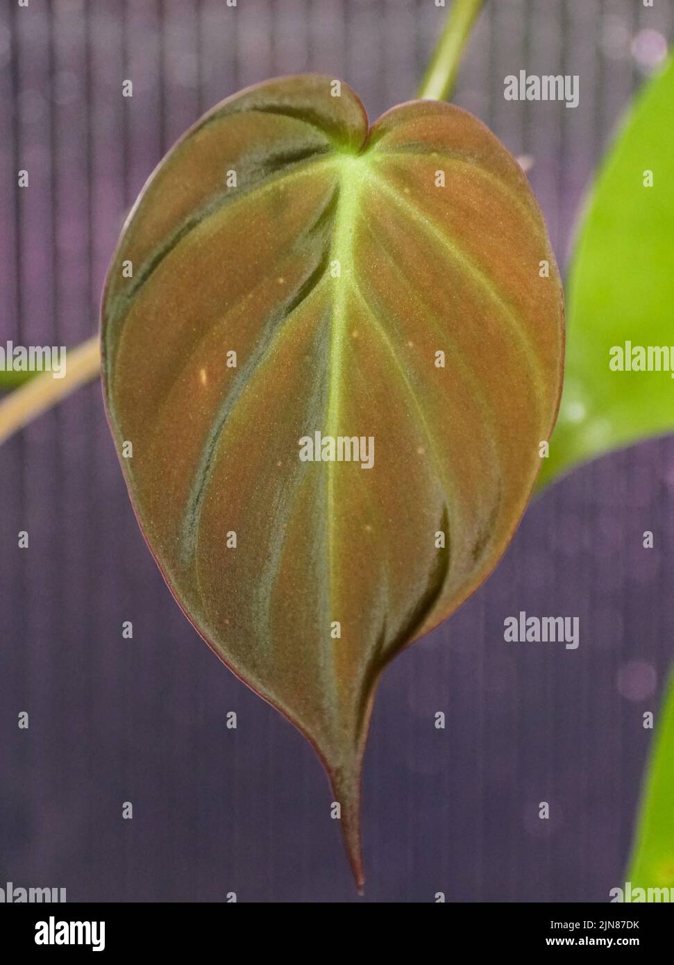 Philodendron mican hi-res stock photography and images - Alamy