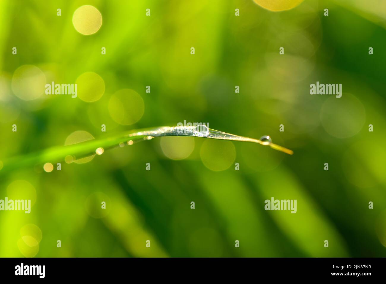 Fresh green grass or rice field with dew drops in sunshine on auttum ...