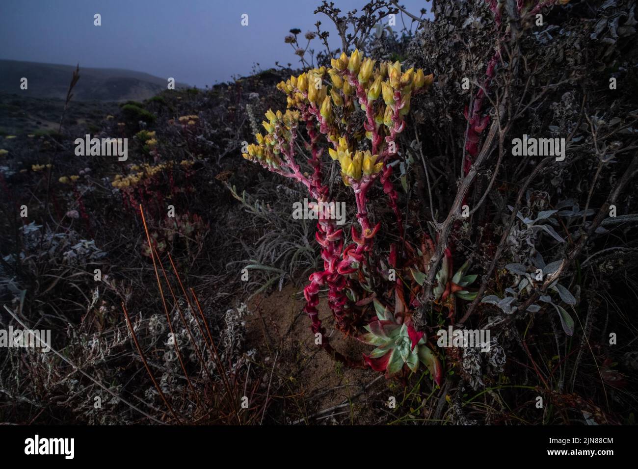 Coastal Dudleya Dudleya Caespitosa Growing And Flowering In Dune