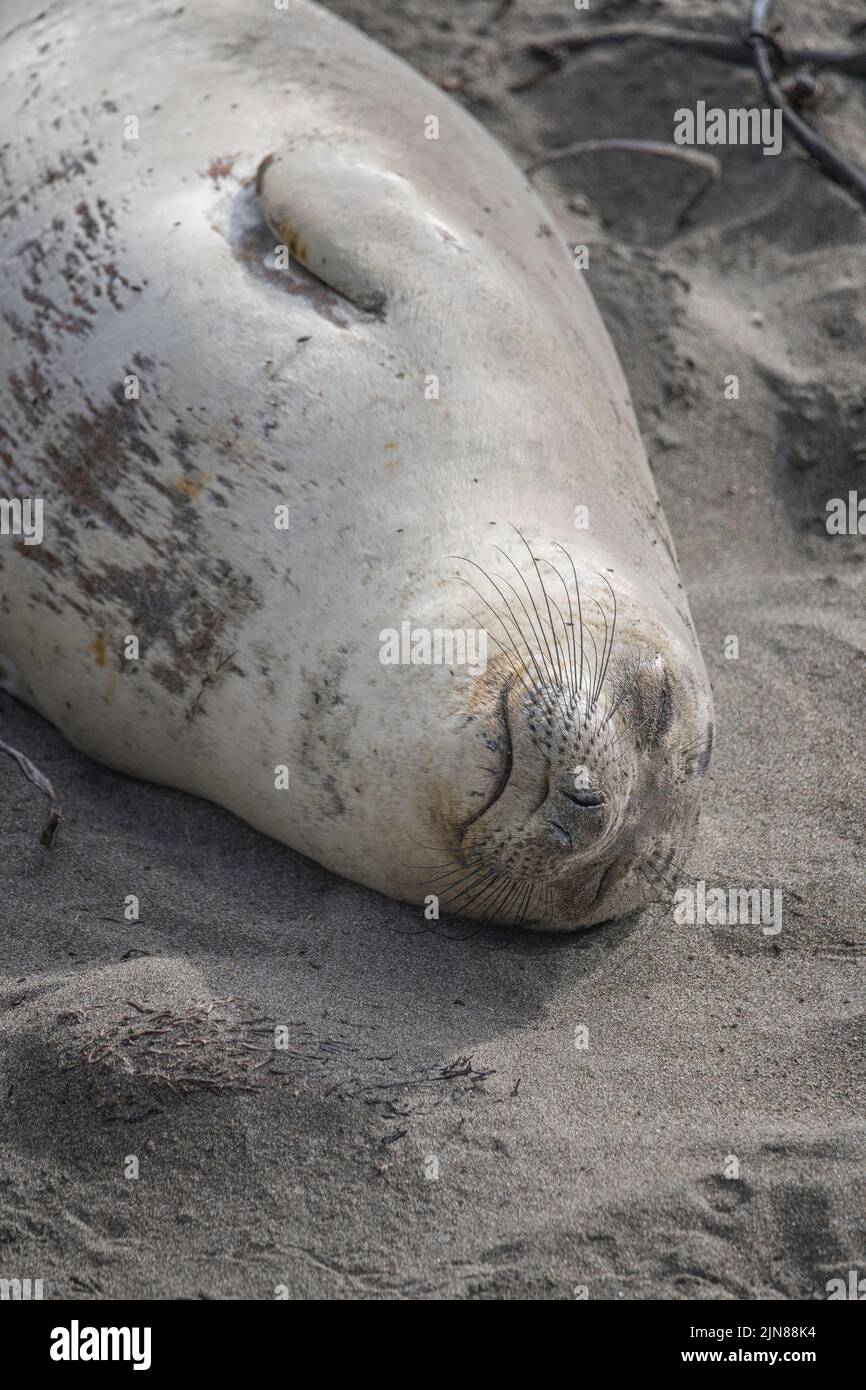 A female Northern Elephant Seal (Mirounga angustirostris) basks in the ...