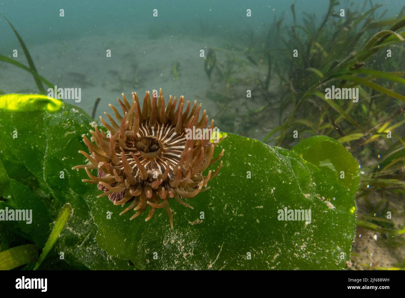 An anemone underwater in the Pacific ocean in the Farallon marine ...