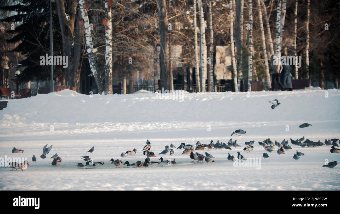 Russian winter - ducks are flying away from the pond Stock Photo - Alamy