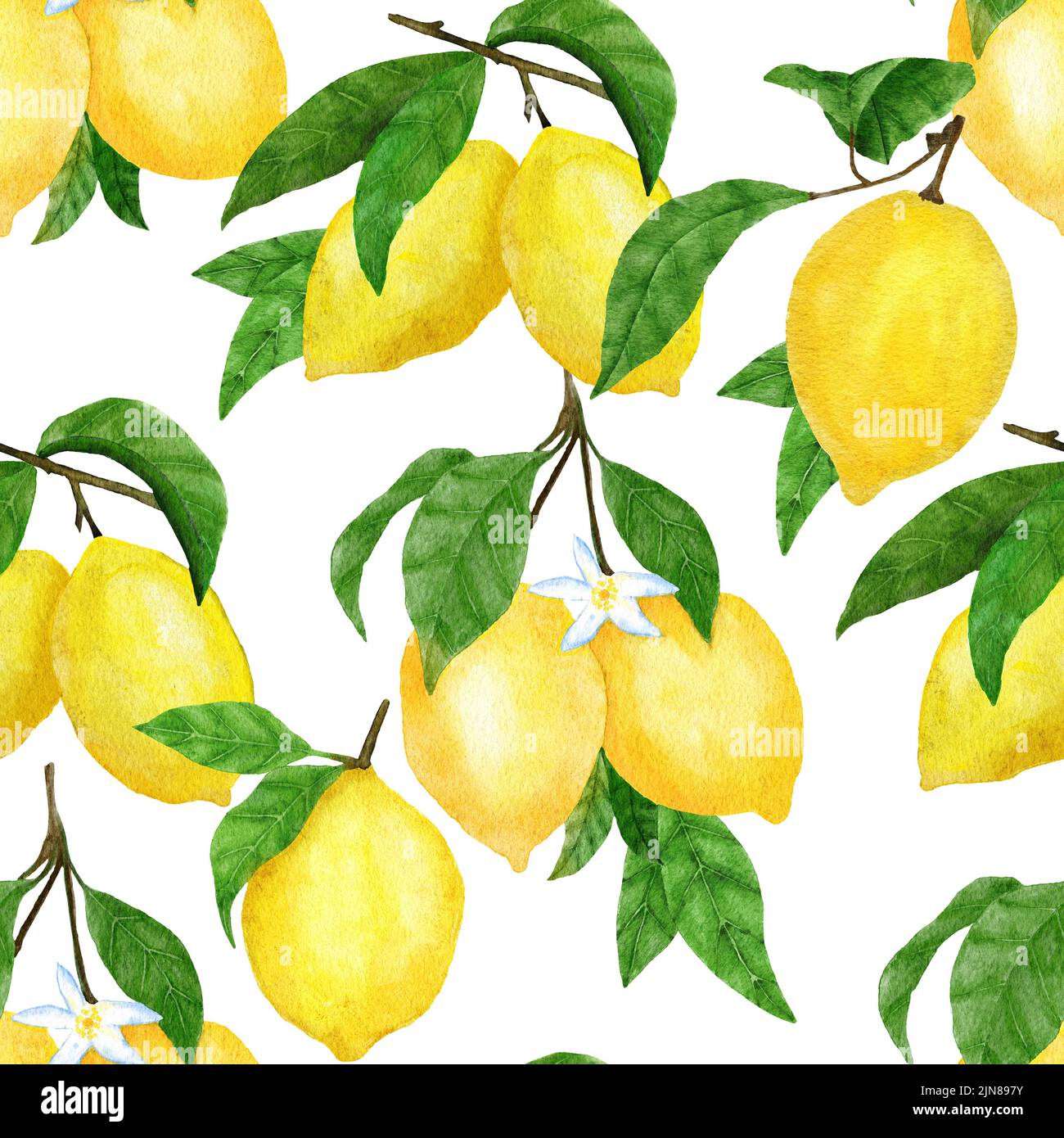 Watercolor hand drawn seamless pattern with lemon citrus fruit. Summer ...