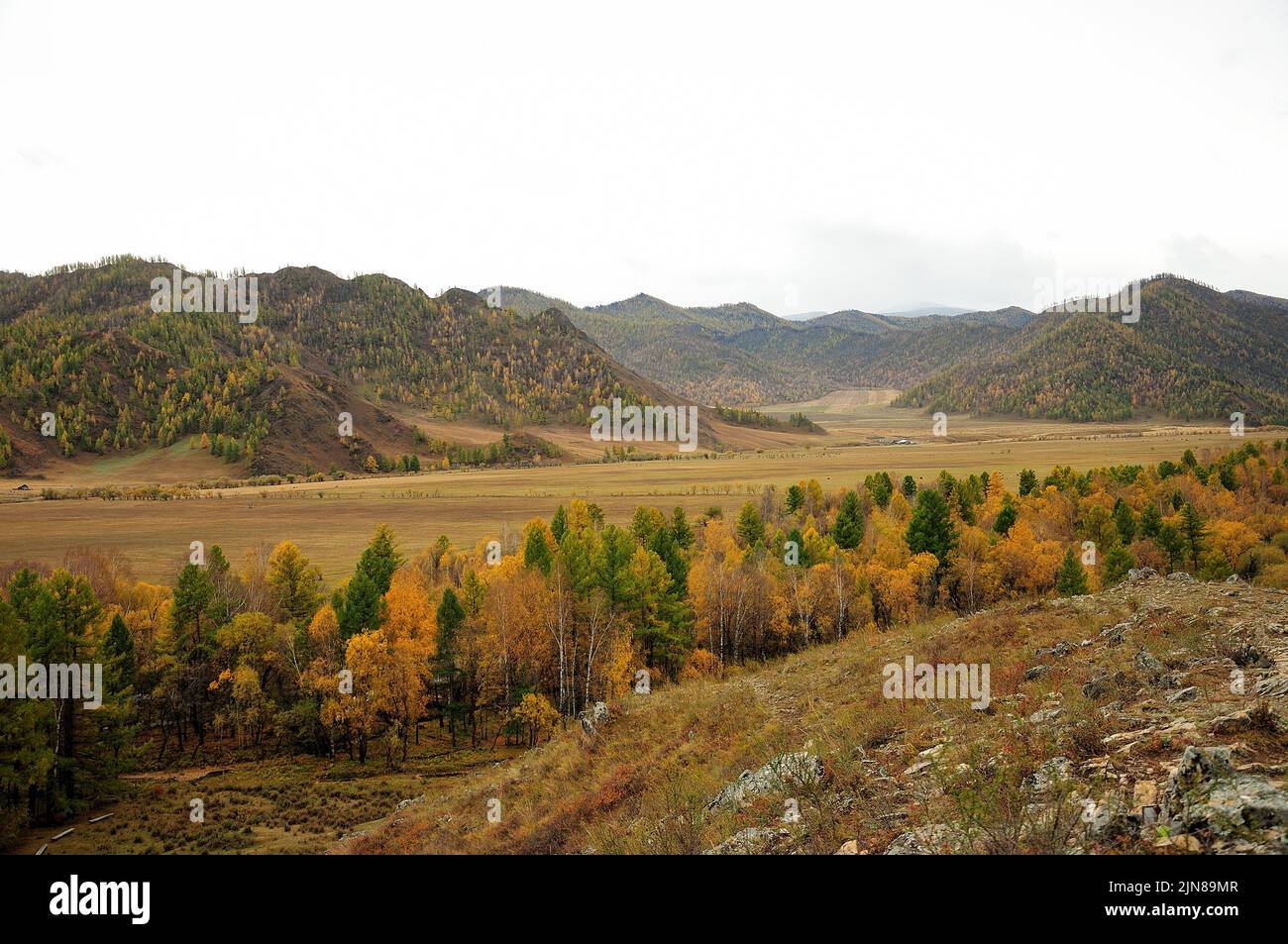 Coniferous forest in a valley surrounded by high mountains in early ...