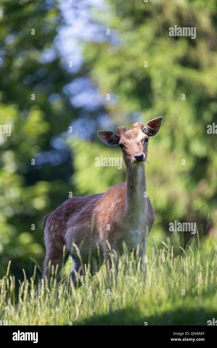 A female sika deer at Wildlife Park Gersfeld Biosphere Reserve Rhon in ...