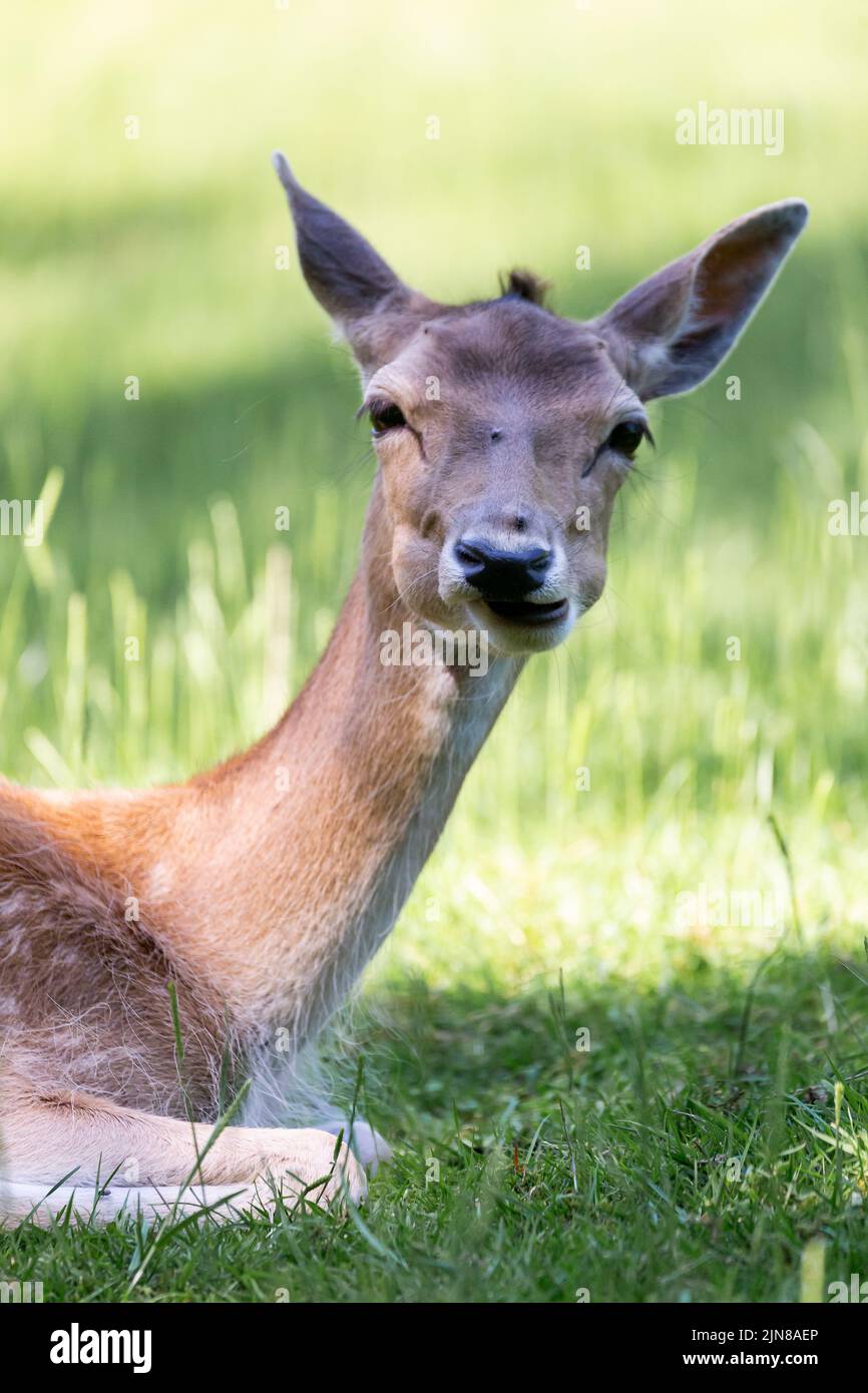 A lying female sika deer at Wildlife Park Gersfeld Biosphere Reserve ...