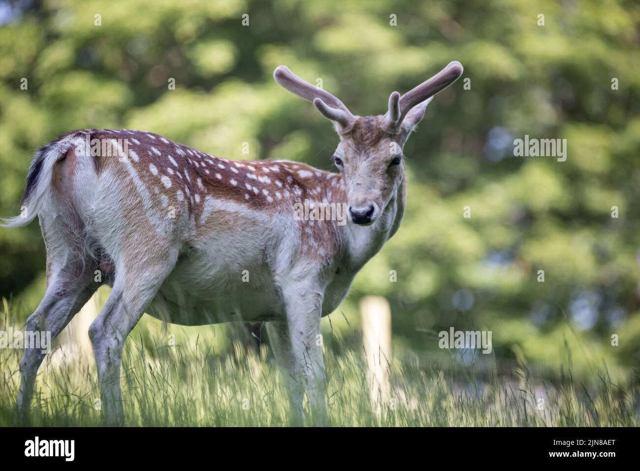 A male sika deer at Wildlife Park Gersfeld Biosphere Reserve Rhon in ...