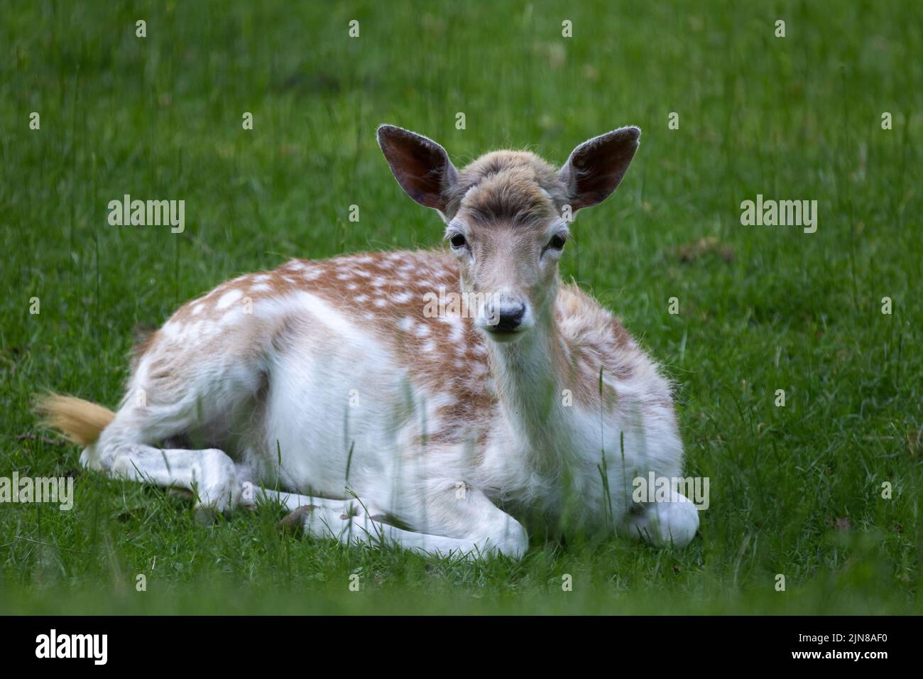 A lying female sika deer at Wildlife Park Gersfeld Biosphere Reserve ...