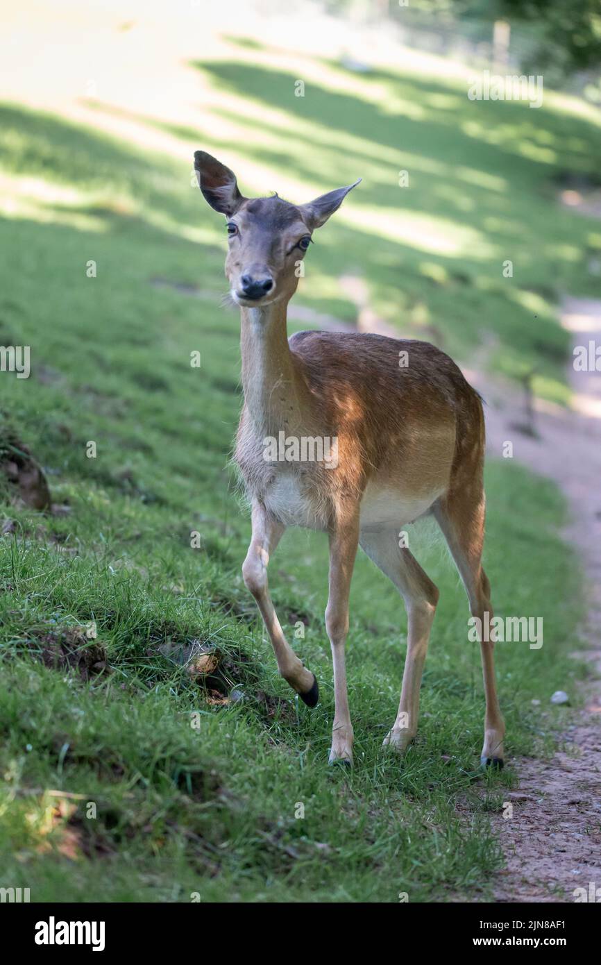A female sika deer at Wildlife Park Gersfeld Biosphere Reserve Rhon in ...