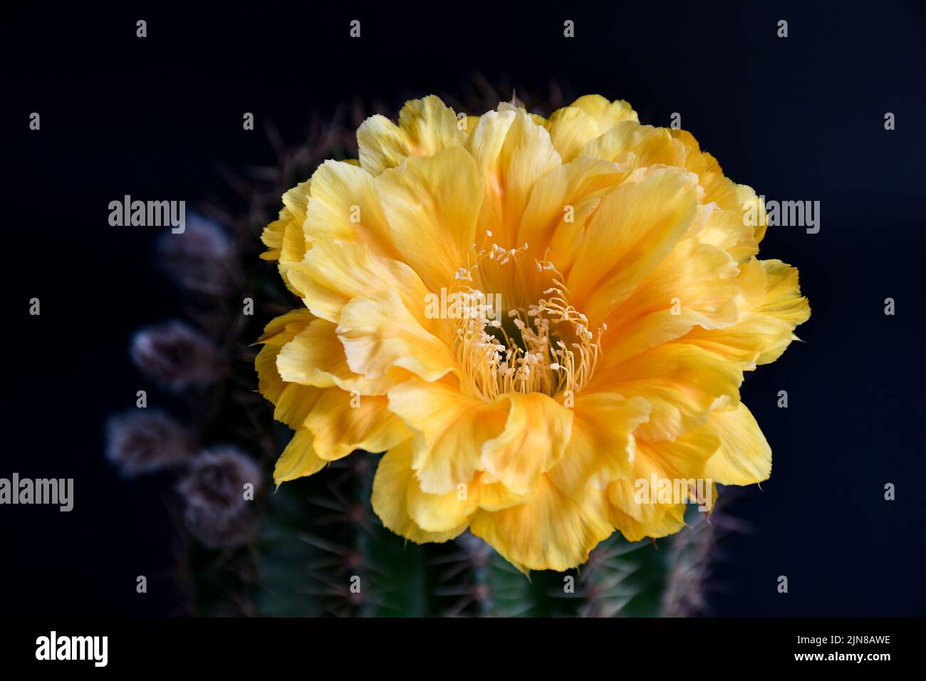 Echinopsis hybrid with big yellow flower with 9 centimeters diameter on ...